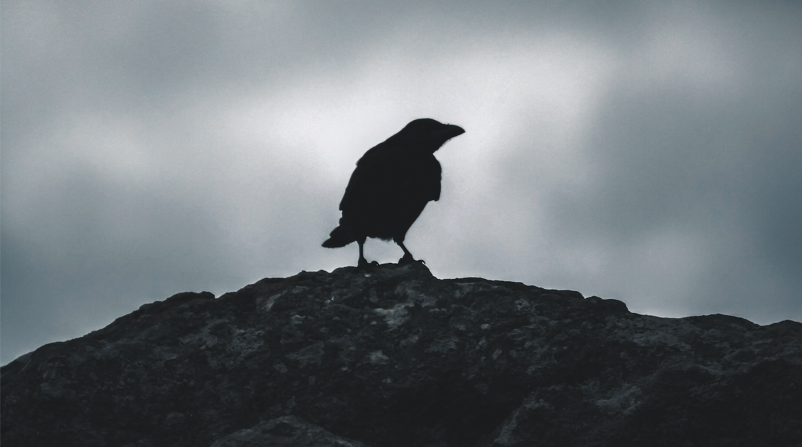 Raven of the Gospel – Theopolis Institute