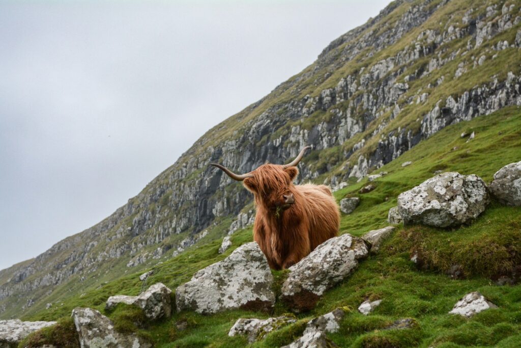 Biblical Bestiary and Covenant Creatures, Part 1: The Shared Spirit of ...